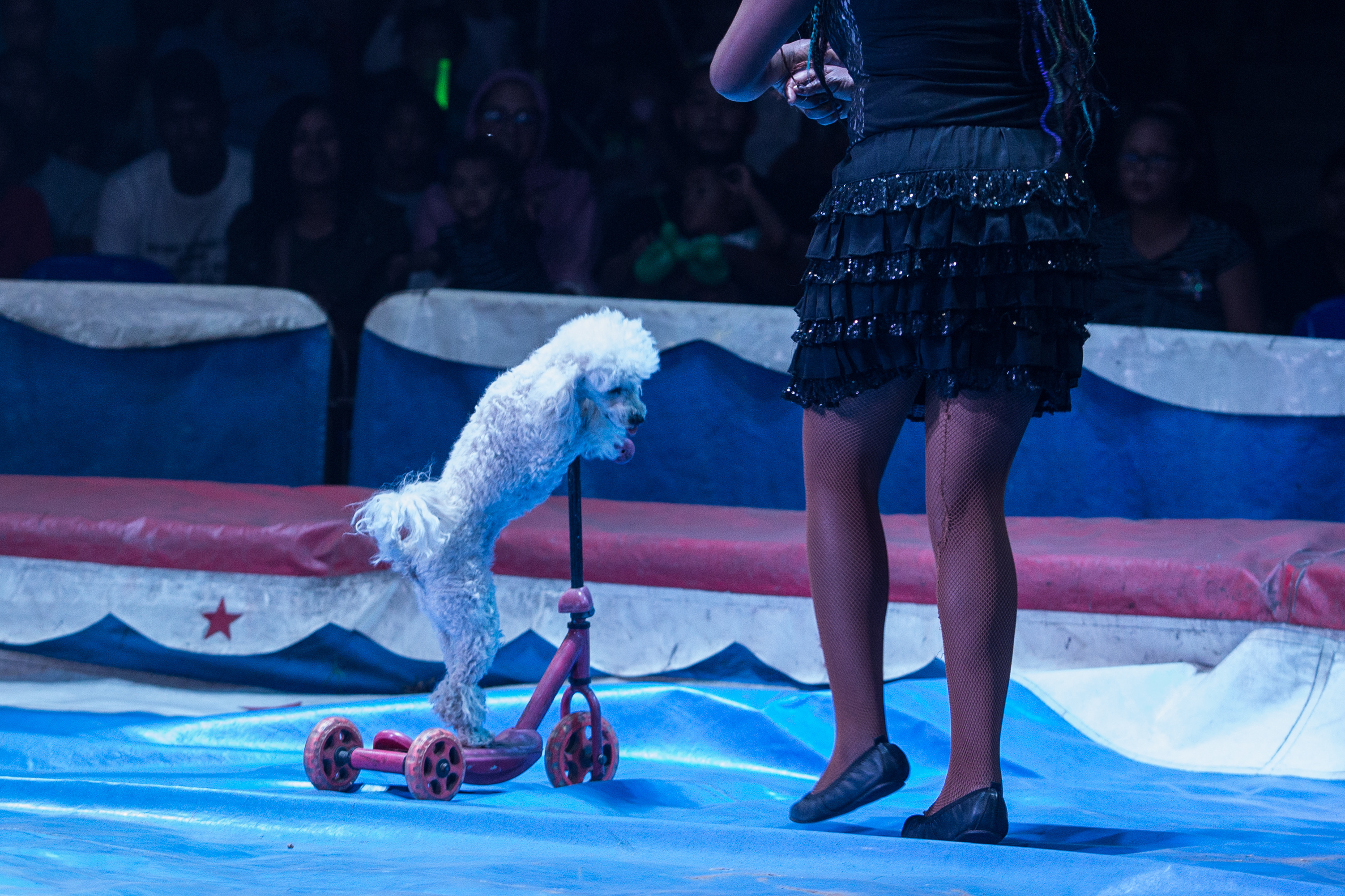 Circus Animals Performing